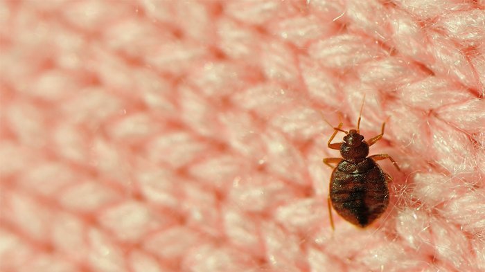 9 Fakta Seputar Tungau yang Mungkin Sedang Menghuni Kamarmu. Hiy, Geli~