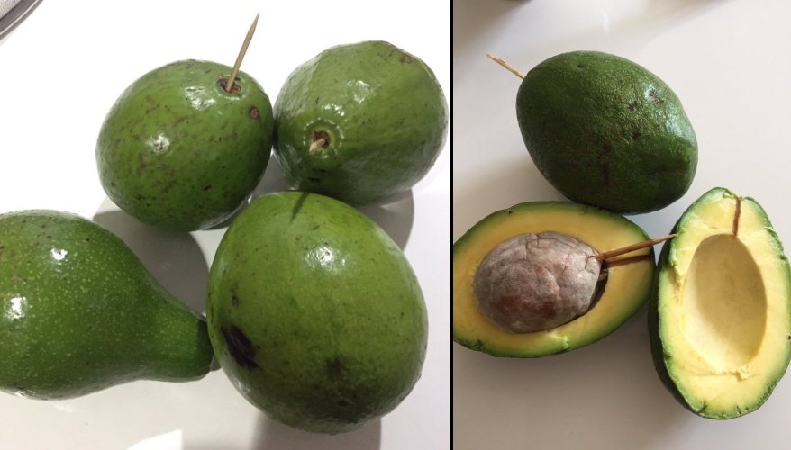 Susah-Susah Gampang, 5 Teknik Memeram Alpukat Ini Diyakini Bikin Cepat ...