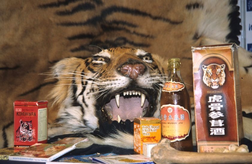 Legalkan Cula Badak & Tulang Harimau Buat Bahan Obat, Pemerintah Cina ...