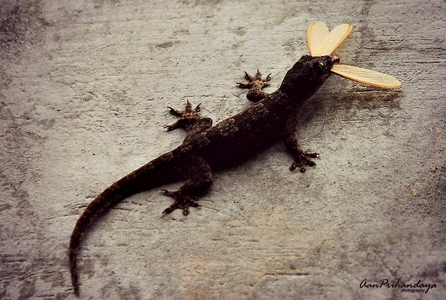 10 Fakta Soal Hidup Laron yang Ternyata Tragis. Umurnya Cuma Satu Malam ...