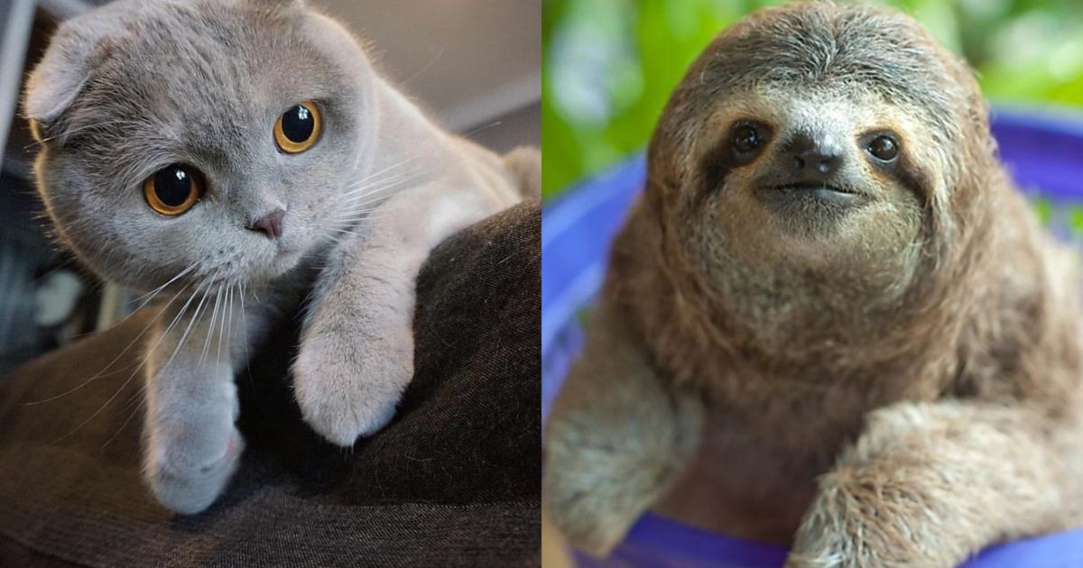 Seolah Ngembang Karena Berbulu Lebat, 14 Binatang ini Lucunya ...