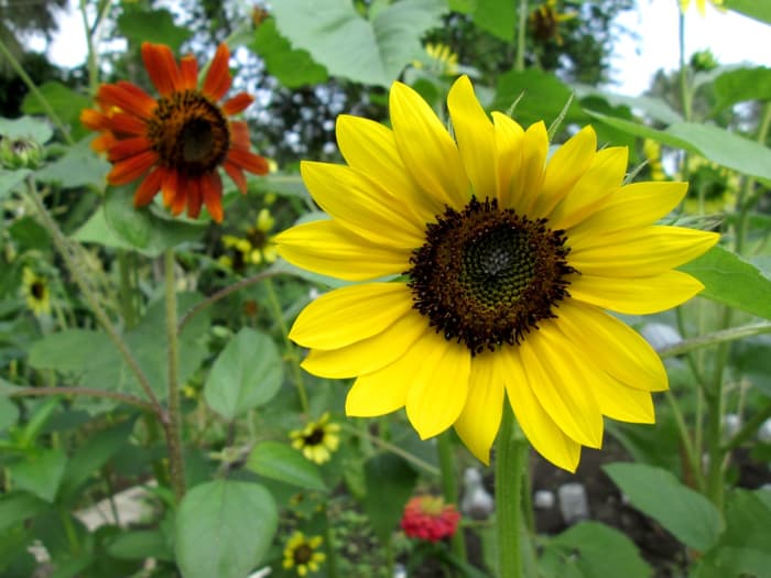 7 Langkah Mudah Menanam Bunga Matahari. Lumayan buat Spot Selfie~