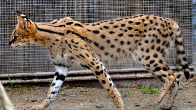 Mengenal Kucing Serval Milik Rachel Vennya, Kucing Mahal Afrika yang ...