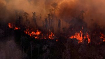 Efek dari Pembakaran Hutan Bagi Lingkungan Sekitar