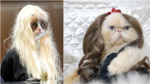 14 Model Rambut Kucing ini Pasti Bikin Kamu Mendadak Pengen Buka Salon ...