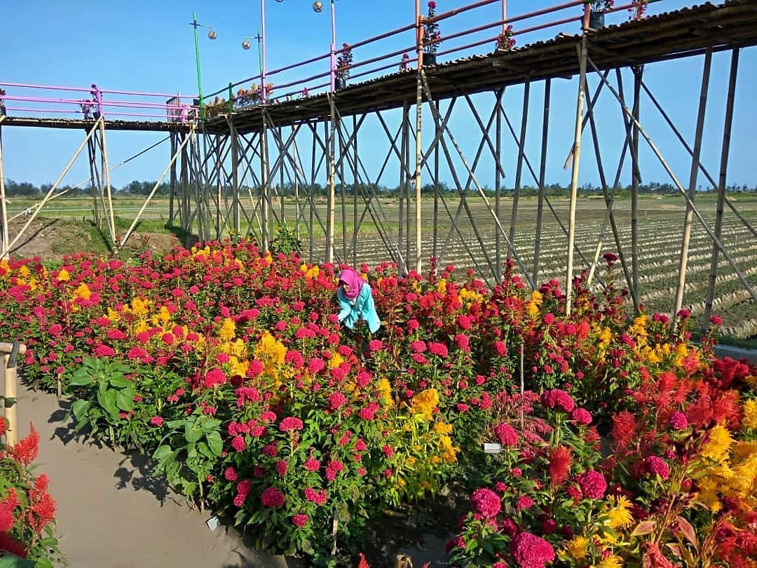 Menikmati Suasana Pedesaan Asri di Perengan Park, Bantul. Destinasi ...