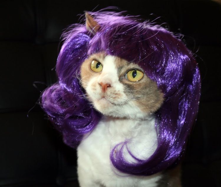 14 Model Rambut Kucing ini Pasti Bikin Kamu Mendadak Pengen Buka Salon ...