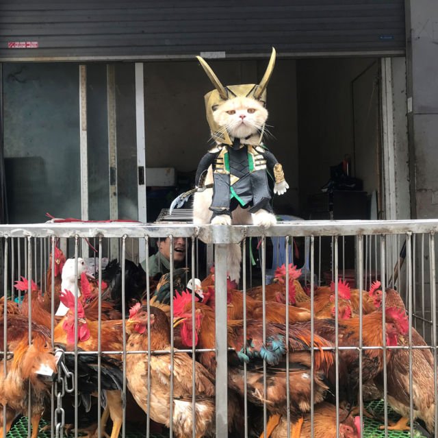 16 Potret Kucing 'Dog' Saat Lagi Berdagang di Pasar. Nawarnya Jangan ...