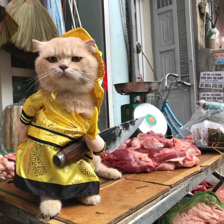 16 Potret Kucing 'Dog' Saat Lagi Berdagang di Pasar. Nawarnya Jangan ...