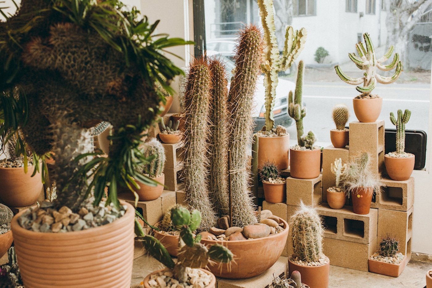 5 Tanaman Hias yang Bisa Dipajang di Kafe Kekinian. Bikin Segar dan ...