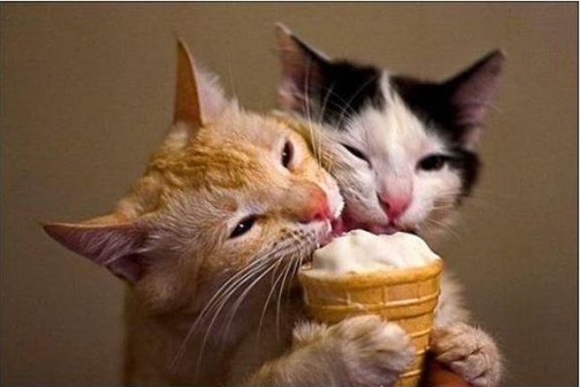 Belum Nikah Tapi Sudah Mesra-Mesraan, Begini 10 Potret Kucing Pacaran ...