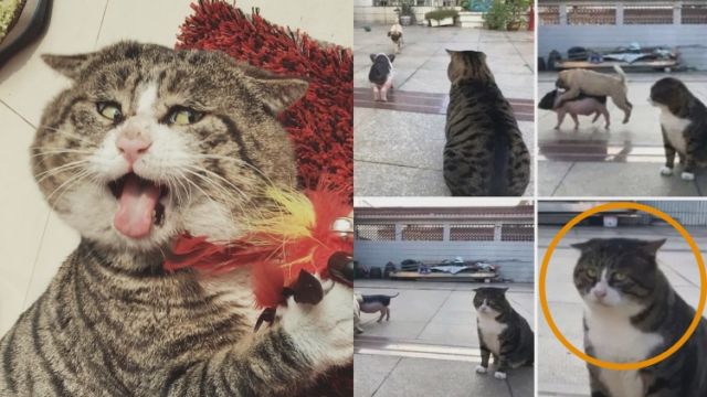 "Ah Fei", Seekor Kucing Asal Cina dengan Ekspresi Paling Gemesin ...