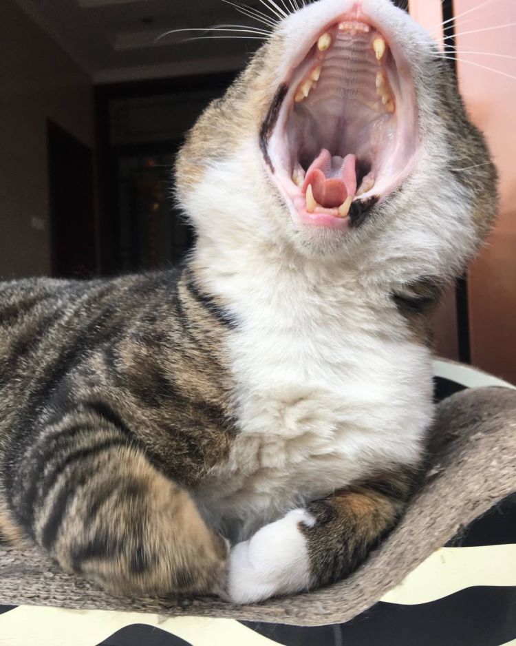 "Ah Fei", Seekor Kucing Asal Cina dengan Ekspresi Paling Gemesin ...