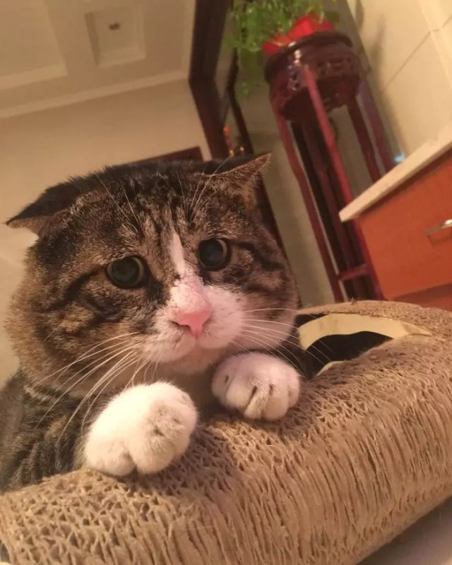 "Ah Fei", Seekor Kucing Asal Cina dengan Ekspresi Paling Gemesin ...