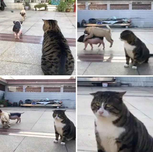 "Ah Fei", Seekor Kucing Asal Cina dengan Ekspresi Paling Gemesin ...