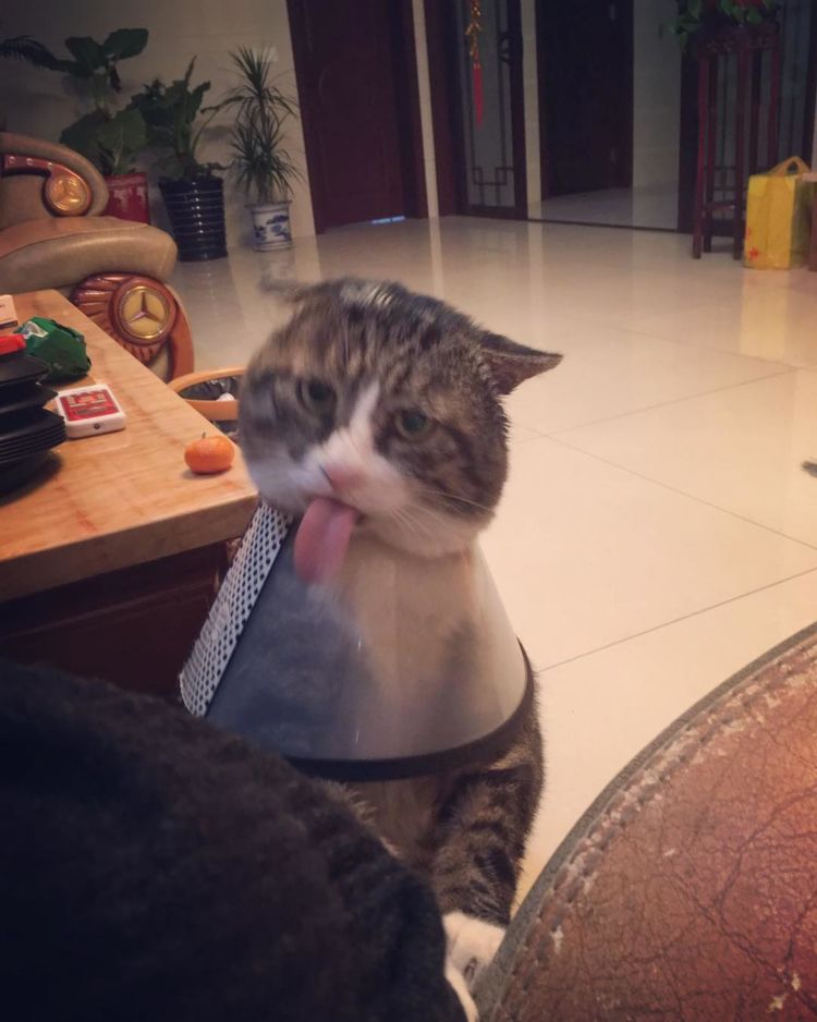 "Ah Fei", Seekor Kucing Asal Cina dengan Ekspresi Paling Gemesin ...