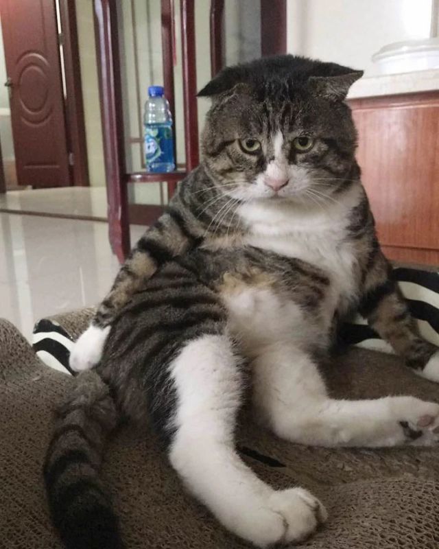 "Ah Fei", Seekor Kucing Asal Cina dengan Ekspresi Paling Gemesin ...