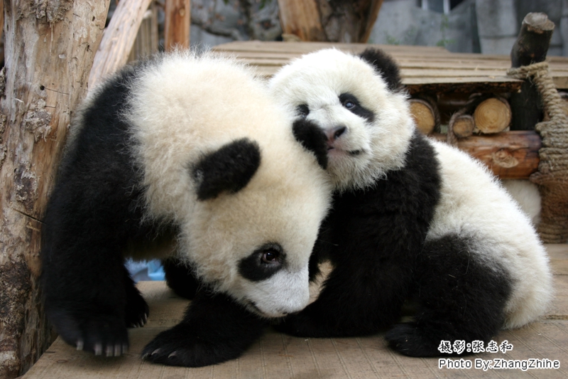 12 Kelucuan Panda di "Daycare" Khususnya ini Bikin Kamu Pengen Samperin ...