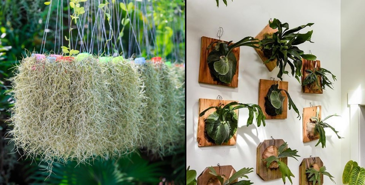 5 Tanaman Hias yang Bisa Dipajang di Kafe Kekinian. Bikin Segar dan ...