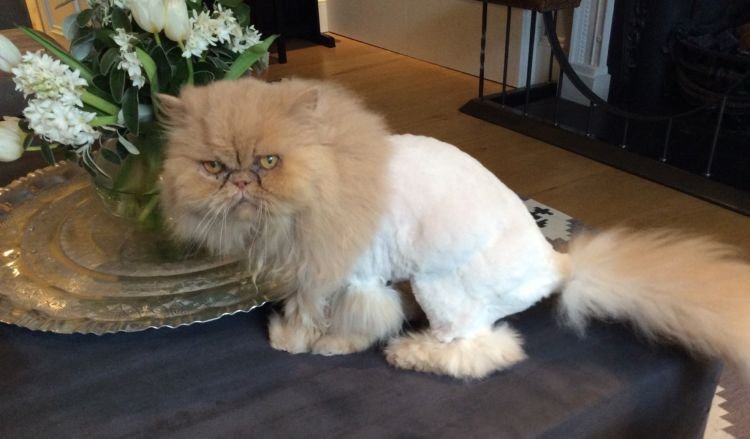 10 Model Rambut Unik buat Kucingmu. Nggak Cuma Orang yang Boleh Bergaya ...