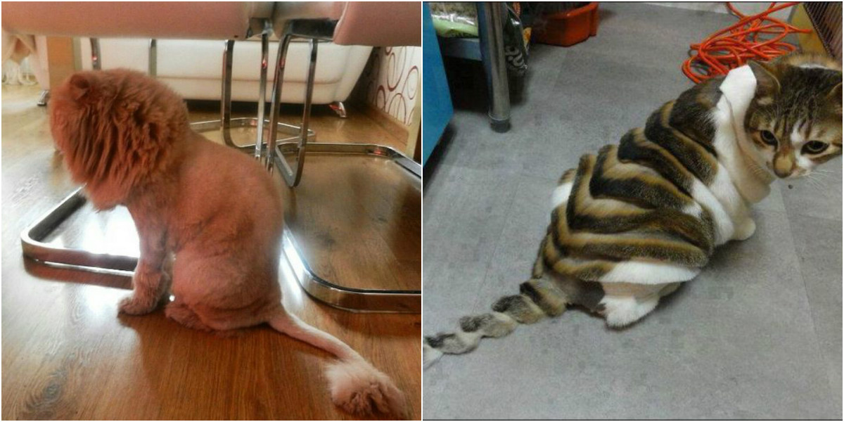 10 Model Rambut Unik buat Kucingmu. Nggak Cuma Orang yang Boleh Bergaya ...