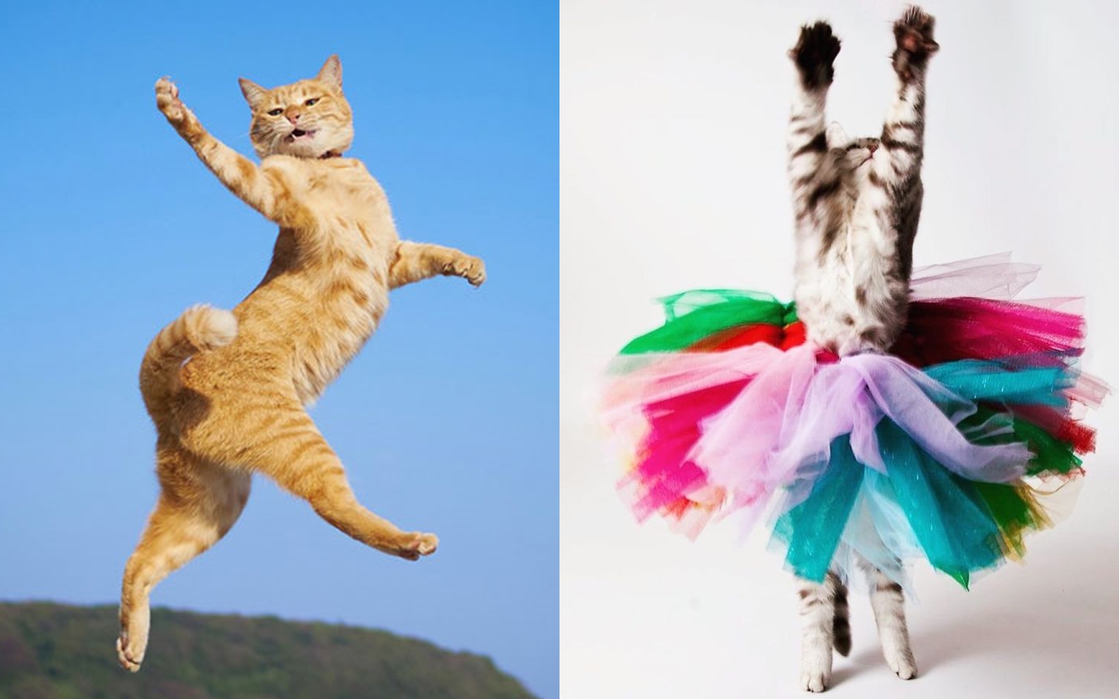 Gemesnya 12 Potret Kucing Sedang Berdansa. Tubuh Mungilnya Meliuk Luwes ...