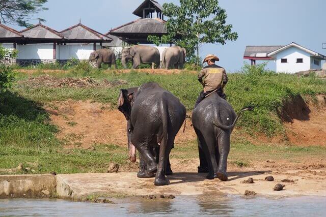 Panduan Liburan Bersama Gajah di TN Way Kambas, Lampung. Petualangan ...
