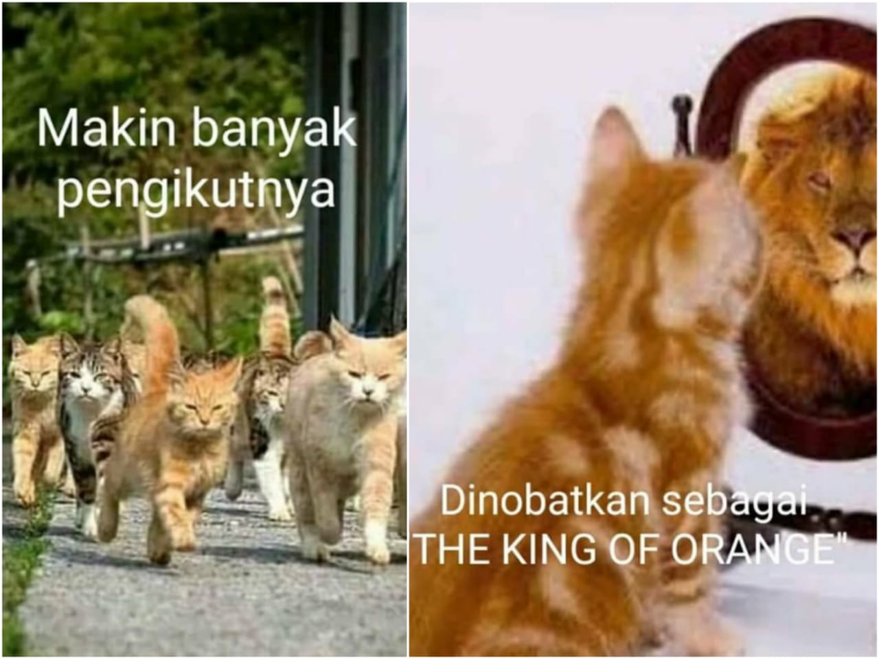 Perjalanan Hidup Kocheng Oren yang Terjal dan Berliku-Liku. Menjadi ...