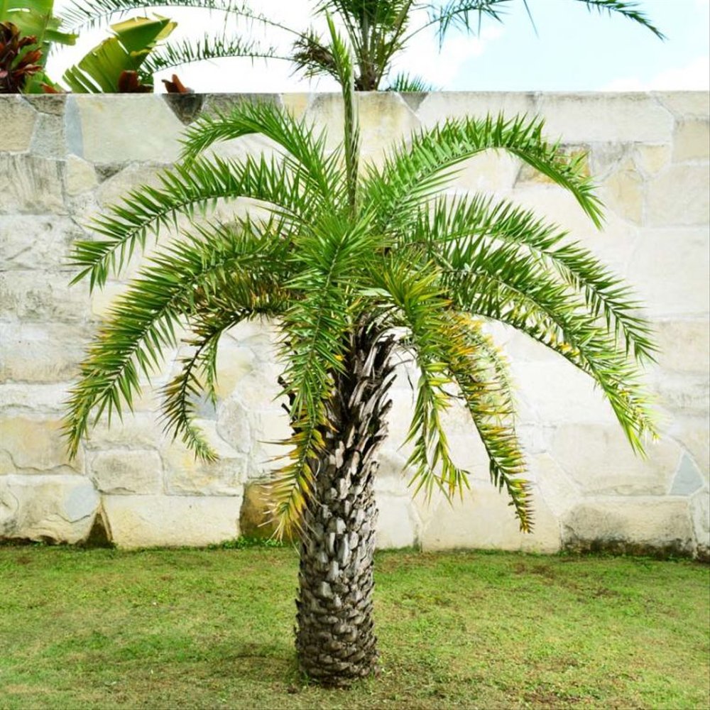 6 Tanaman Antipolutan yang Sebaiknya Dipelihara di Rumah, Udara ...