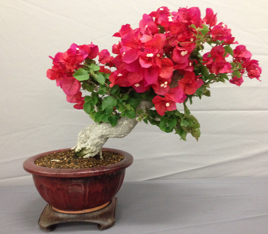 12 Varietas Bunga Bugenvil yang Berwarna Cerah & Rimbun