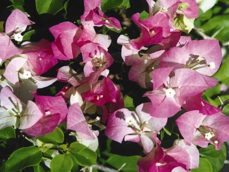 12 Varietas Bunga Bugenvil yang Berwarna Cerah & Rimbun