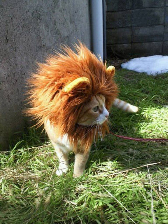 Gambaran Kocaknya Kucing Saat Cosplay Jadi Singa. Nggak Mengaum, tapi ...
