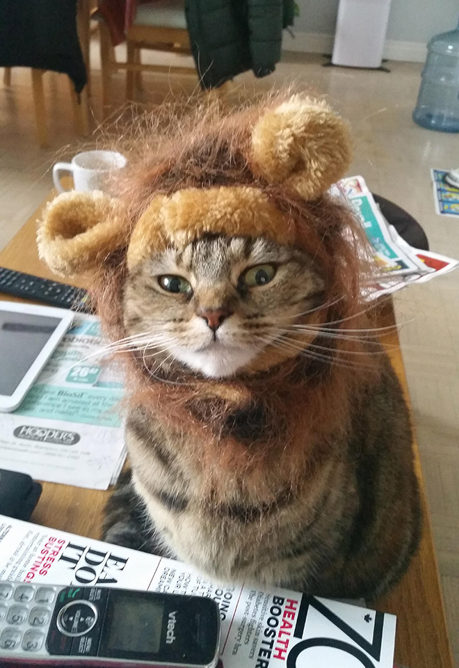 Gambaran Kocaknya Kucing Saat Cosplay Jadi Singa. Nggak Mengaum, tapi ...