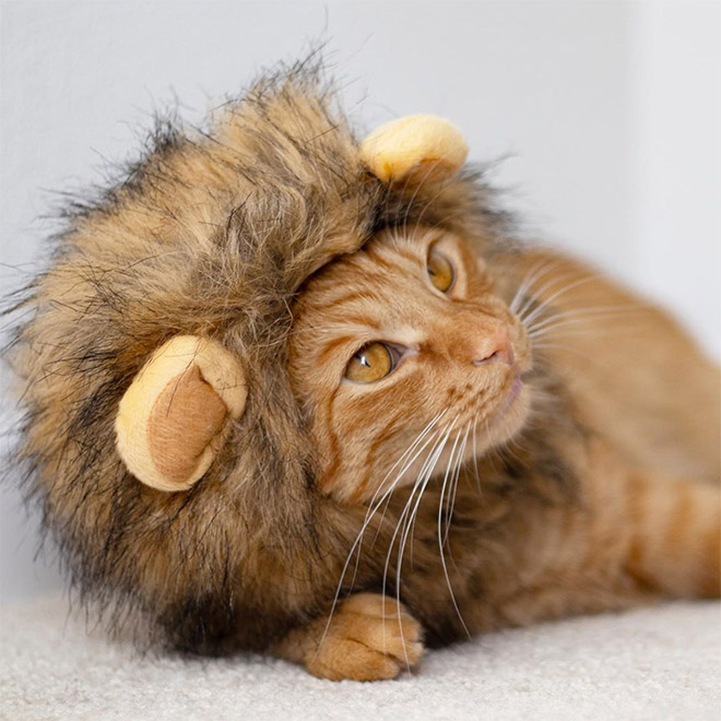 Gambaran Kocaknya Kucing Saat Cosplay Jadi Singa. Nggak Mengaum, tapi ...