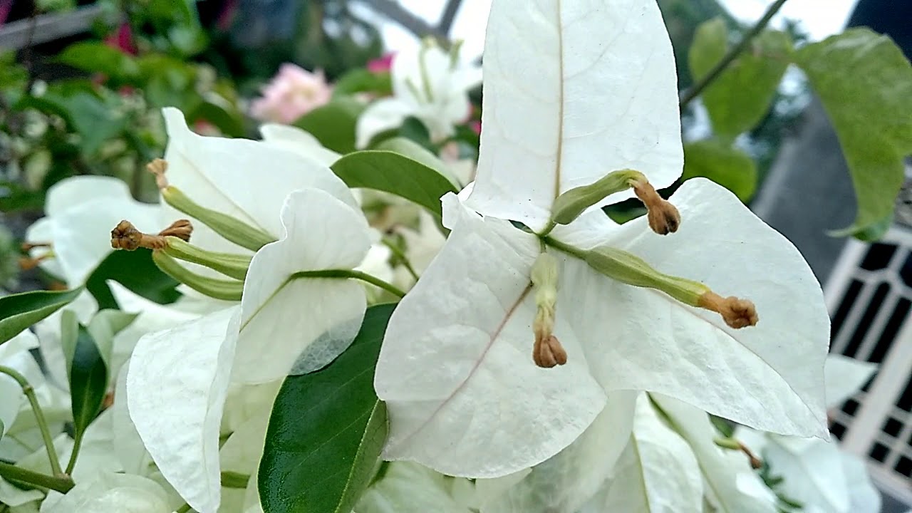 12 Varietas Bunga Bugenvil yang Berwarna Cerah & Rimbun