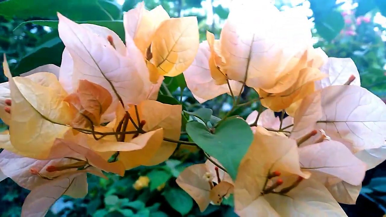 12 Varietas Bunga Bugenvil yang Berwarna Cerah & Rimbun