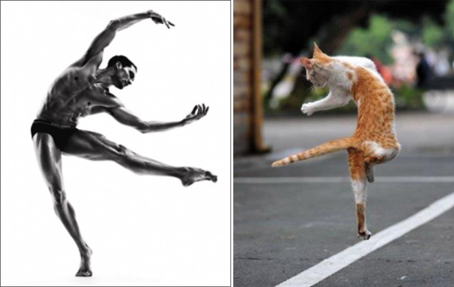 Ketika Kucing Menjajaki Karier Jadi Model, Begini 10 Pose Andalan ...