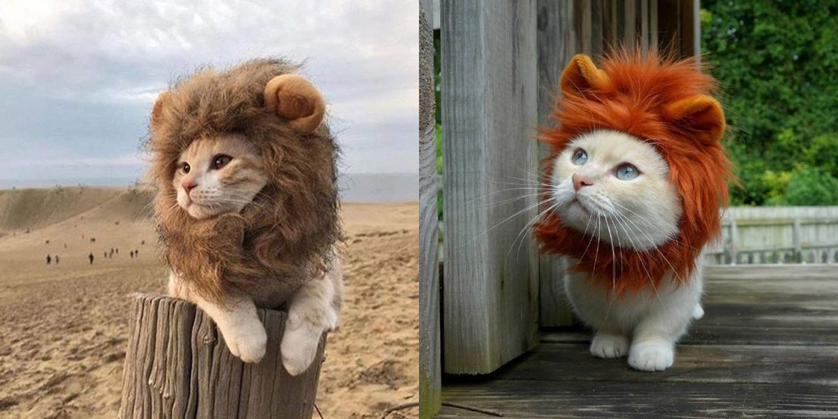 Gambaran Kocaknya Kucing Saat Cosplay Jadi Singa. Nggak Mengaum, tapi ...