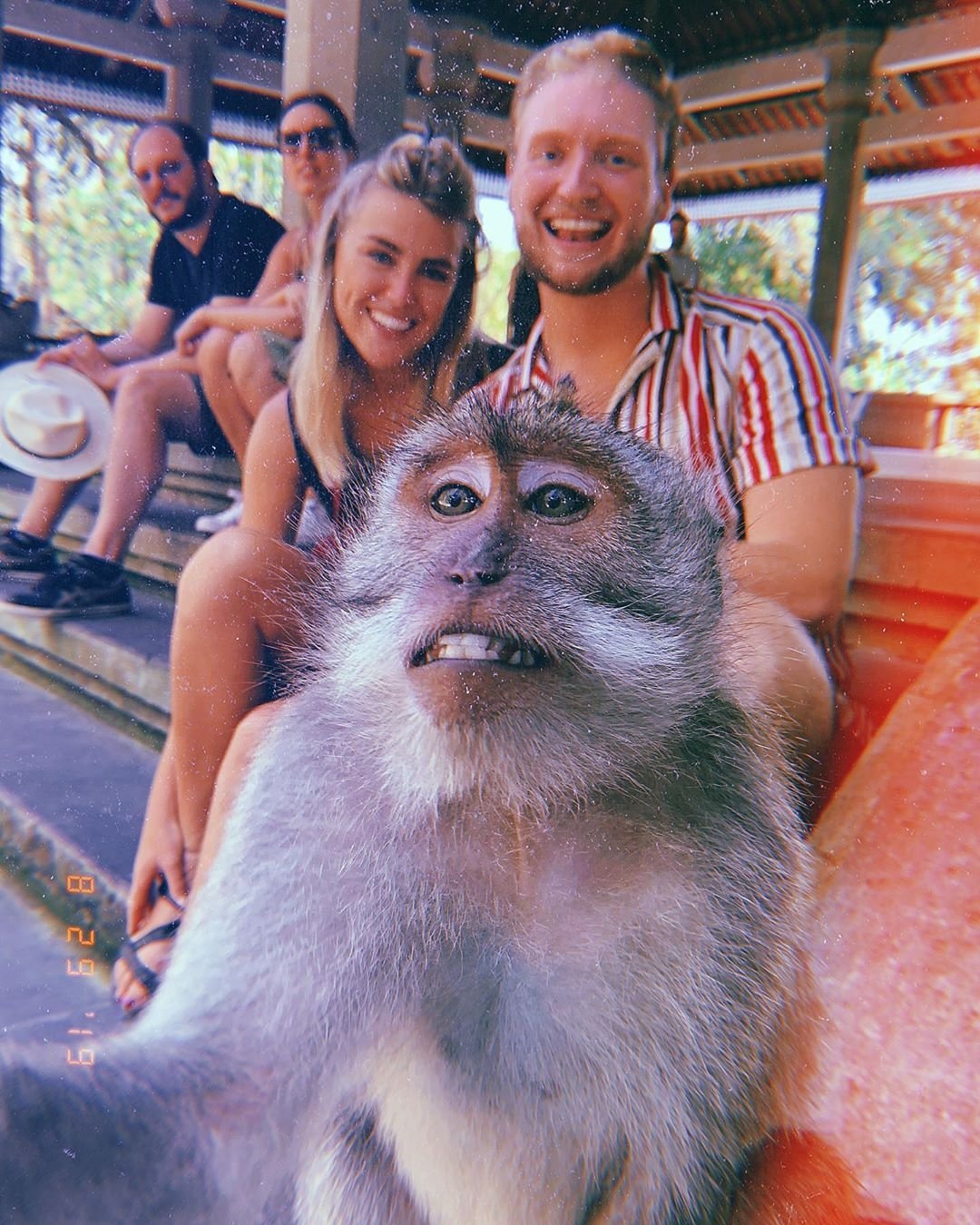Trik Sederhana Foto Selfie Sama Monyet di Monkey Forest Ubud. Ternyata ...