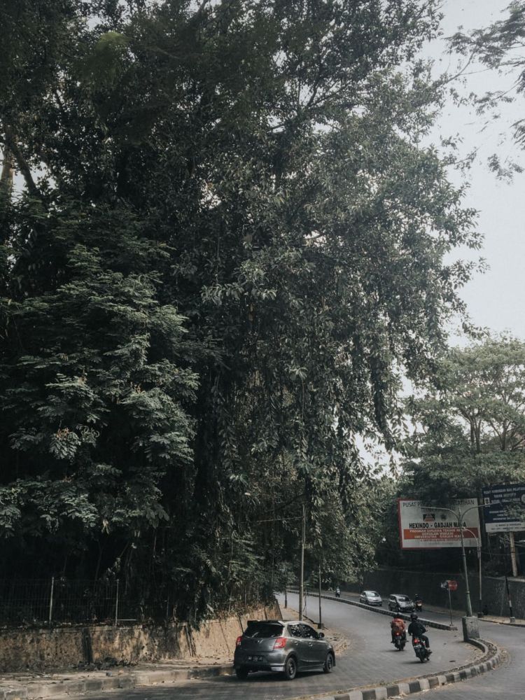 Horornya yang Hobi Lewat Bunderan Hutan UGM: Bau Wangi sampai Hantu ...