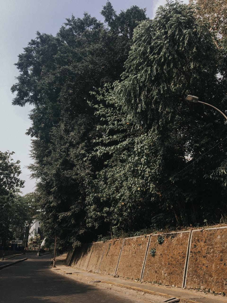 Horornya yang Hobi Lewat Bunderan Hutan UGM: Bau Wangi sampai Hantu ...