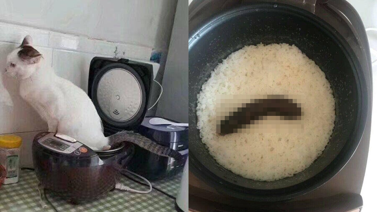 Menakar Seberapa Sayang Kamu sama Kucingmu Saat Ia Poop Sembarangan ...