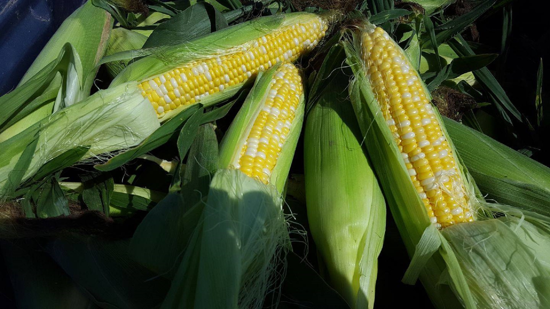 5 Tips Memilih Jagung yang Segar dan Manis. Cukup Direbus Aja, Bisa ...