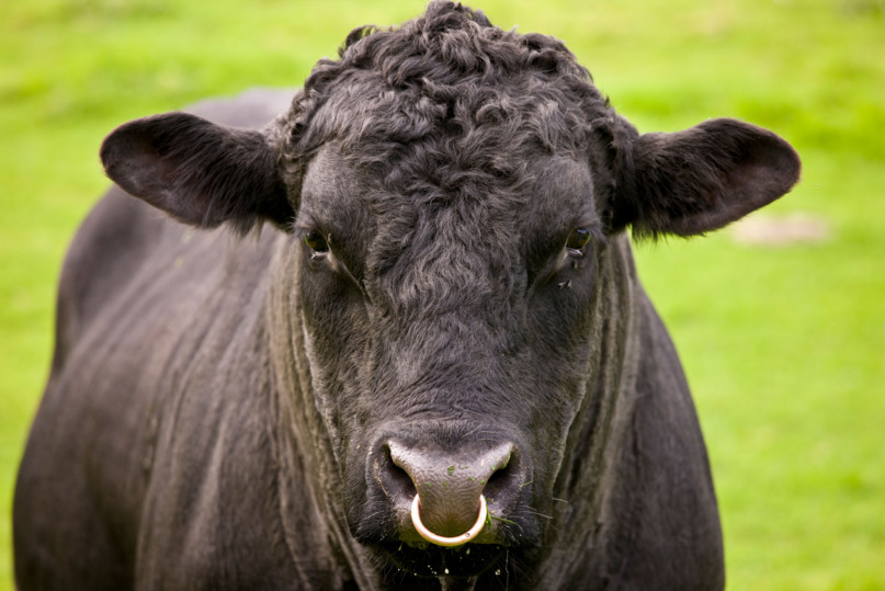 12 Hewan dengan Potongan Rambut Edgy. Bisa Cakep Gitu, Jadi Kelihatan ...