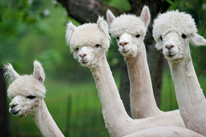 12 Hewan dengan Potongan Rambut Edgy. Bisa Cakep Gitu, Jadi Kelihatan ...