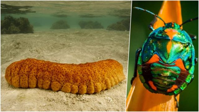 Hewan-Hewan yang Warna Darahnya Bukan Merah, Melainkan Biru, Ungu ...