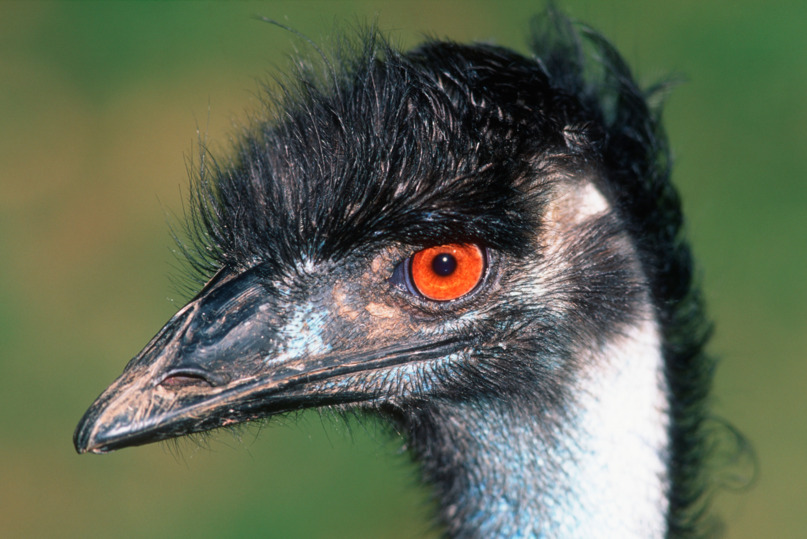 12 Hewan dengan Potongan Rambut Edgy. Bisa Cakep Gitu, Jadi Kelihatan ...