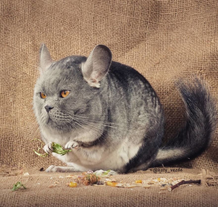 Inilah yang Terjadi Jika Hewan-Hewan ini Berwajah Kucing. Gemesnya ...