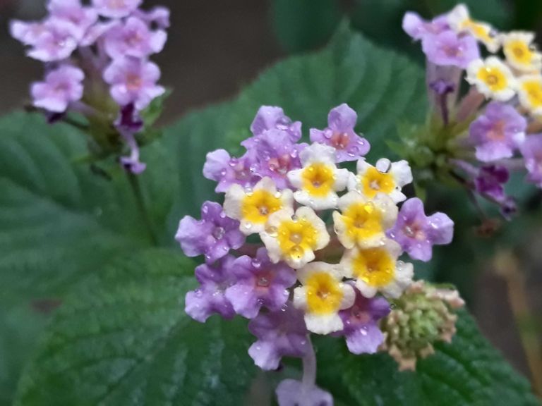 9 Tanaman Bunga di Halaman Rumah ini Nggak Kalah Cantik dengan Tabebuya