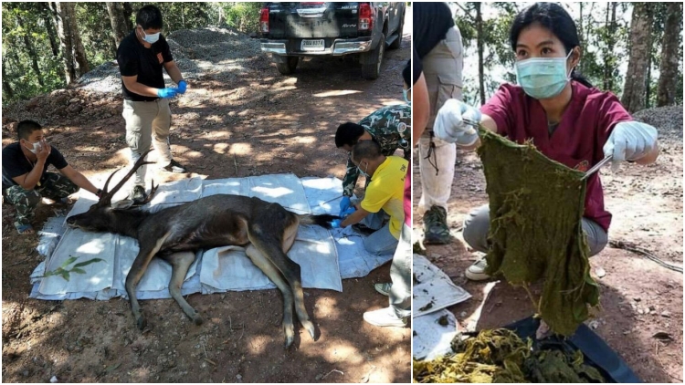 Rusa di Thailand Ditemukan Mati dengan 7 Kilo Sampah di Perutnya ...